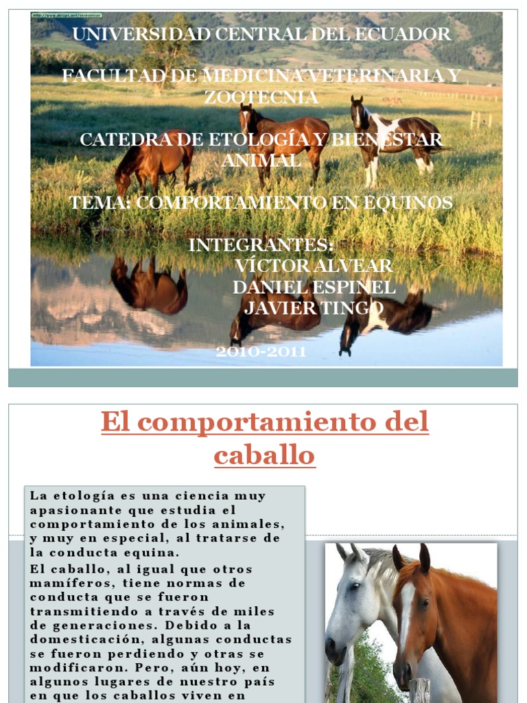 Comportamiento Del Caballo PDF | PDF | Caballos | Comportamiento