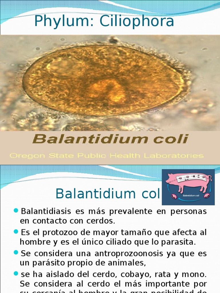 Clase V - Balantidium Coli | PDF | Diarrea | Especialidades Medicas