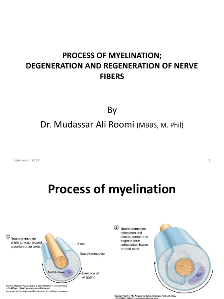 Degeneration and Regenration of Nerve Fibers by Dr. Roomi | PDF | Myelin | Axon