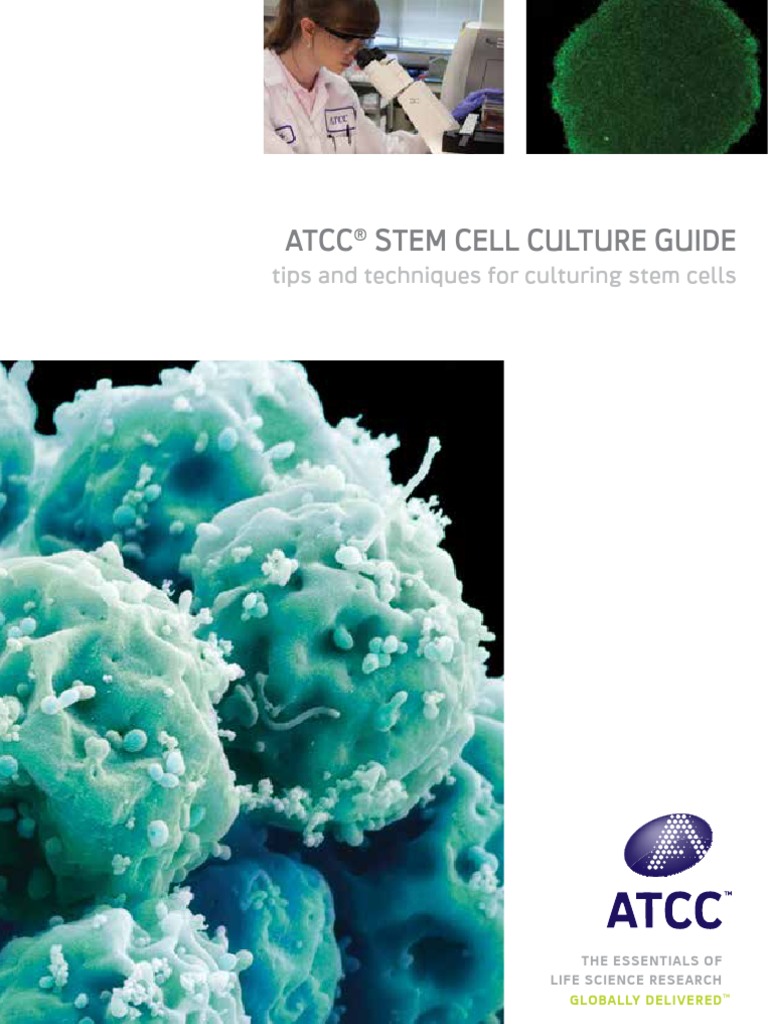 iPSC Guide by ATCC PDF | PDF | Mesenchymal Stem Cell | Cellular ...