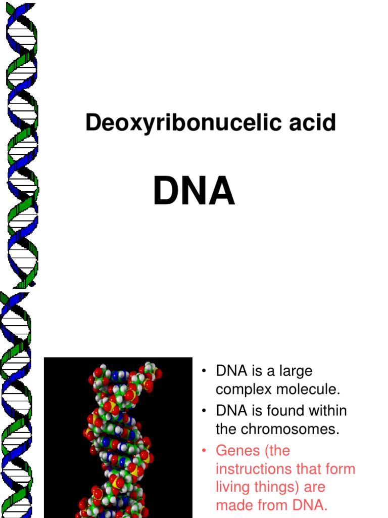 DNA Structure | PDF | Dna Replication | Dna
