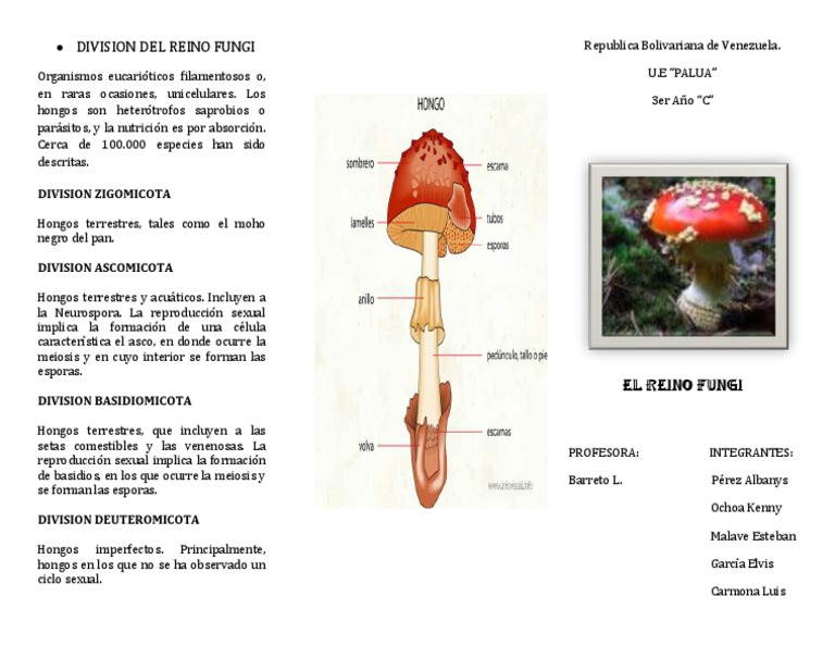 Division Del Reino Fungi | PDF | Hongo | Taxa