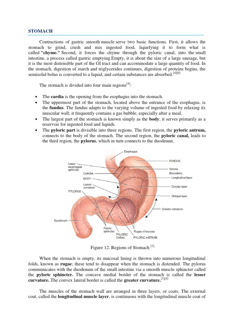 Stomach | Stomach | Epithelium