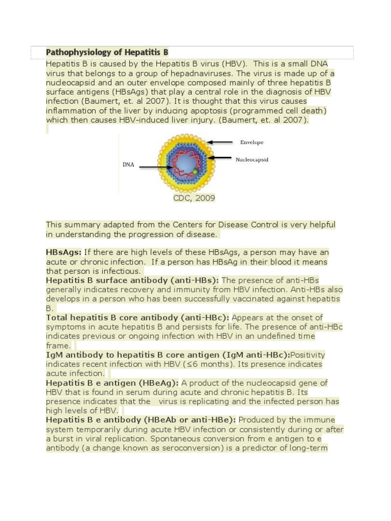 Pathophysiology of Hepatitis B | Hepatitis B | Hepatitis