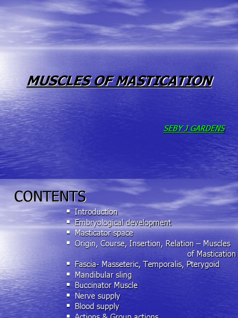 Muscles of Mastication 2 | PDF | Primate Anatomy | Animal Anatomy