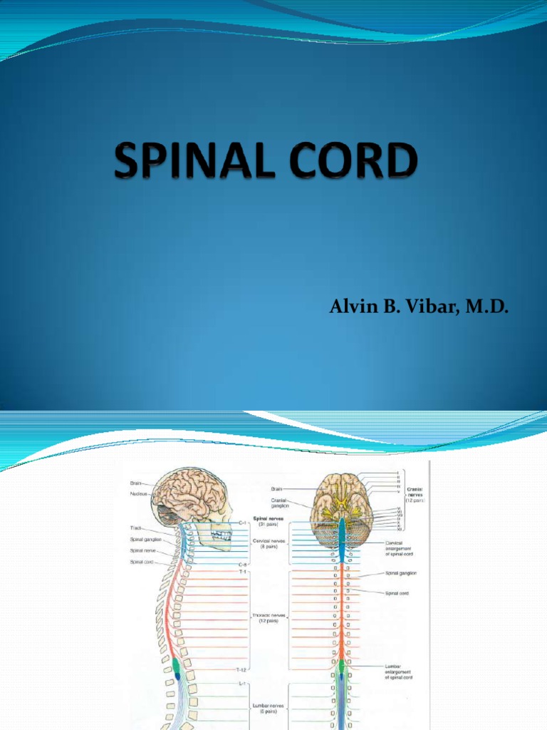 Disorders of The Spinal Cord | PDF | Spinal Cord | Vertebral Column