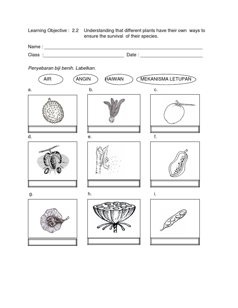 Seed Dispersal Methods Guide | PDF | Home & Garden