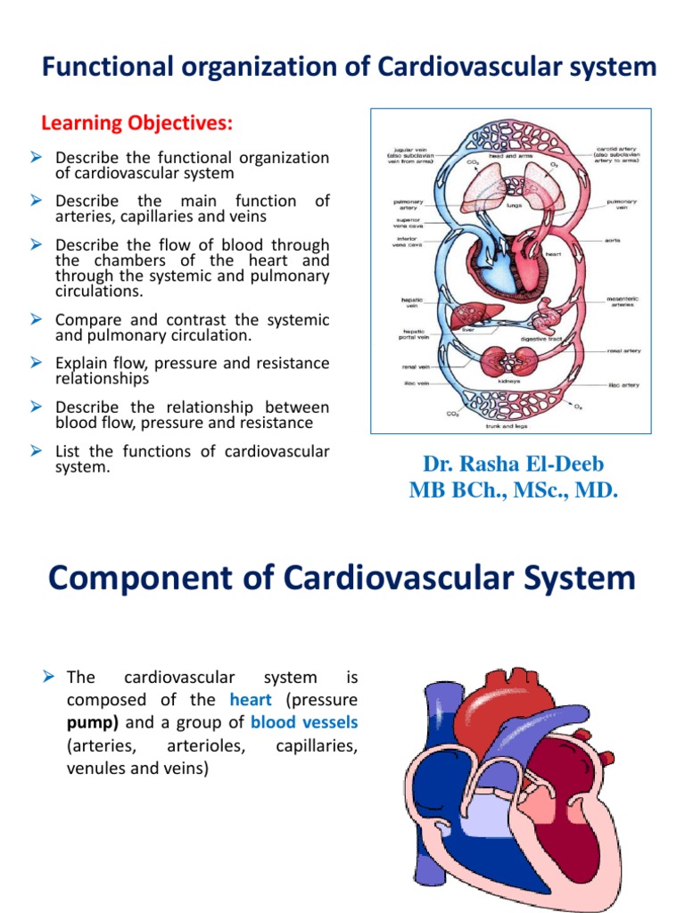 Functional Organization of Cardiovascular System | PDF | Heart Valve ...
