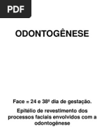 Odontogenese Texto | PDF | Dente | Áreas da odontologia