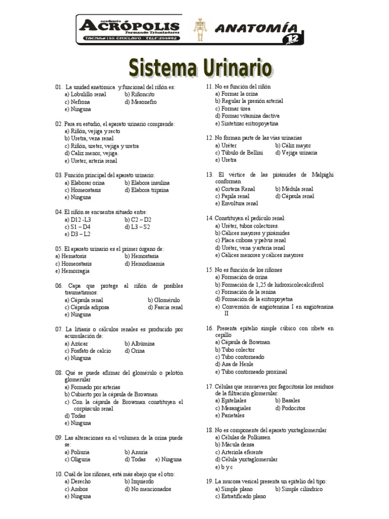 Practica 10 - Sistema Urinario | PDF | Riñón | Sistema urinario