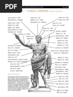 Latin Body Parts Glossary | PDF | Human Anatomy | Primate Anatomy