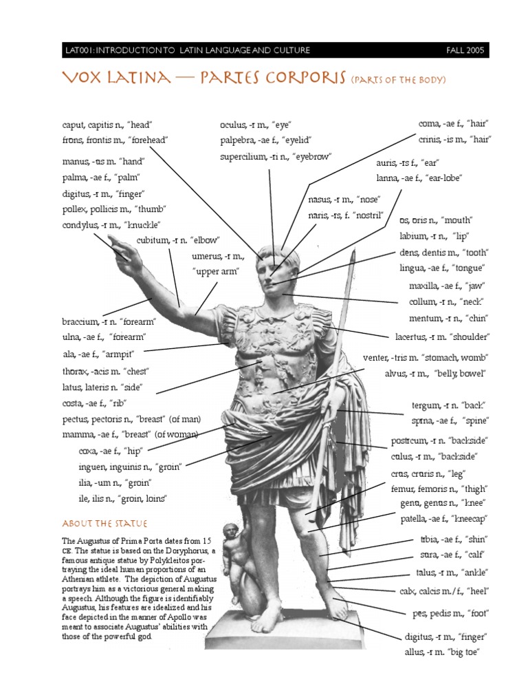 Partes Corporis | PDF