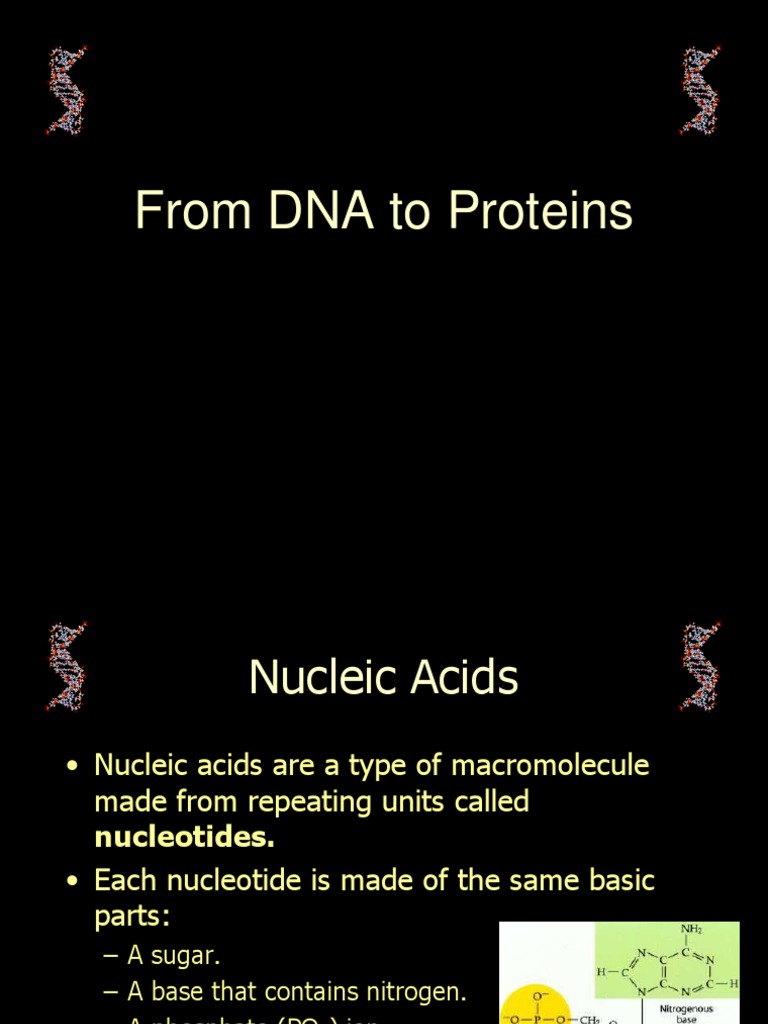 Protein Synthesis Lecture Powerpoint | PDF | Nucleic Acids ...
