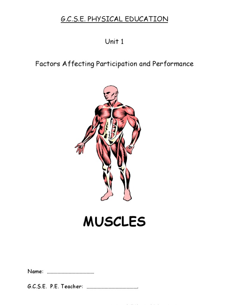 Muscles Physical Education | PDF | Skeletal Muscle | Muscle