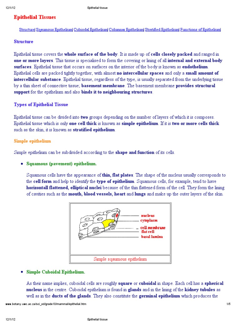 Epithelial Tissue | PDF | Epithelium | Anatomy