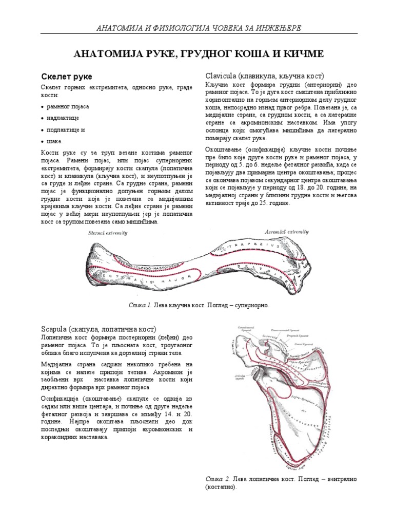 Anatomija Ruke Grudnog Koša I Kičme | PDF