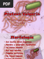 MICROBIOLOGIA proteus vulgaris