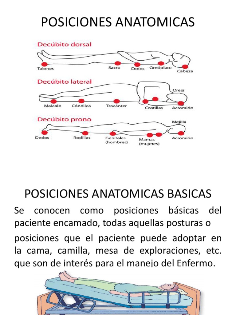 Posiciones Anatomicas | PDF | Términos anatómicos de ubicación ...