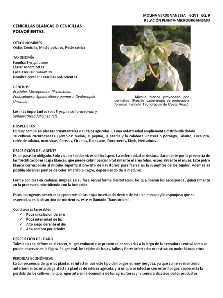 Cenicilla Blanca | PDF | Organismos | Naturaleza