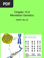 Genetics Lesson Plan | PDF | Dominance (Genetics) | Allele