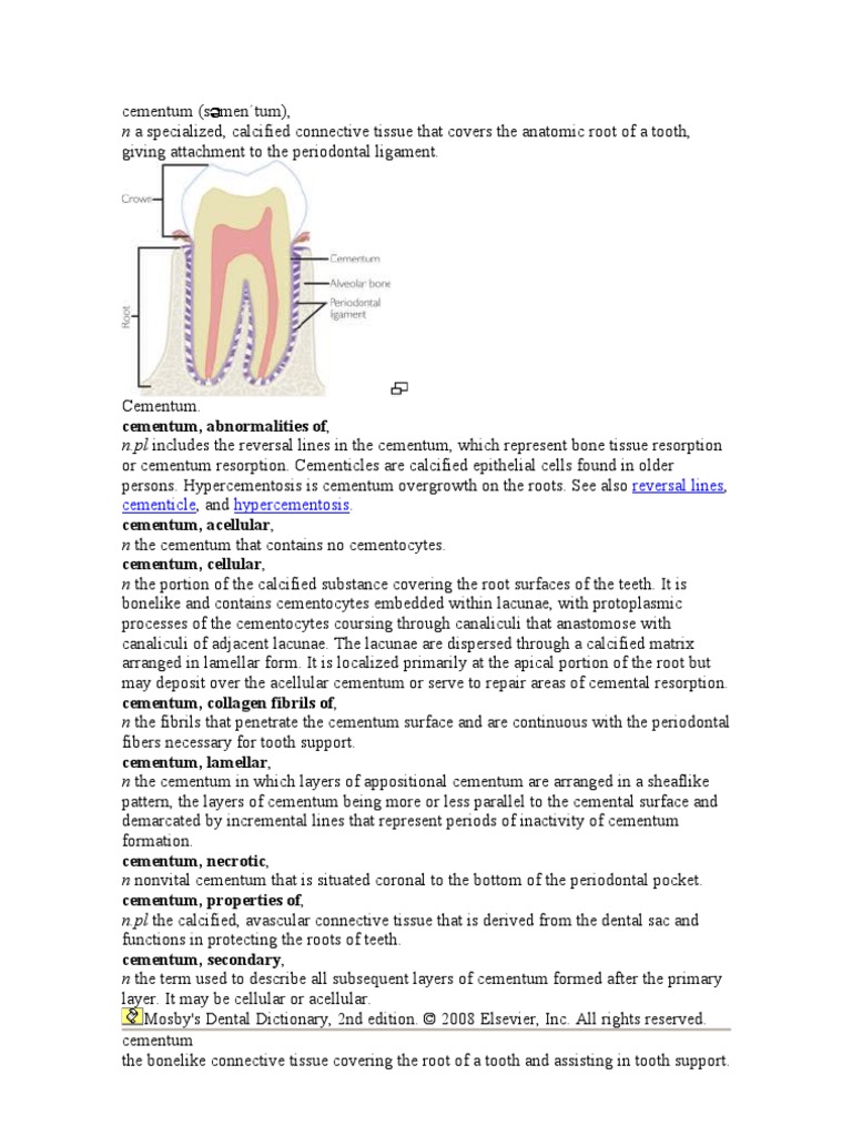 Cementum, Abnormalities Of,: Reversal Lines Cementicle Hypercementosis ...