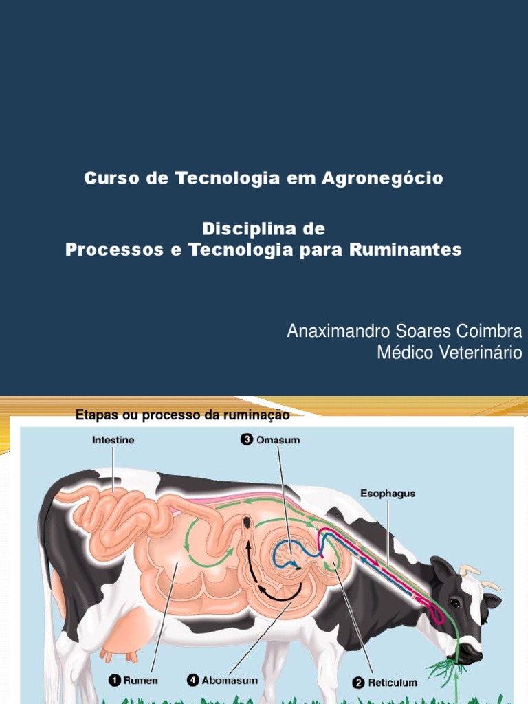 Anatomia da Ruminação em Bovinos