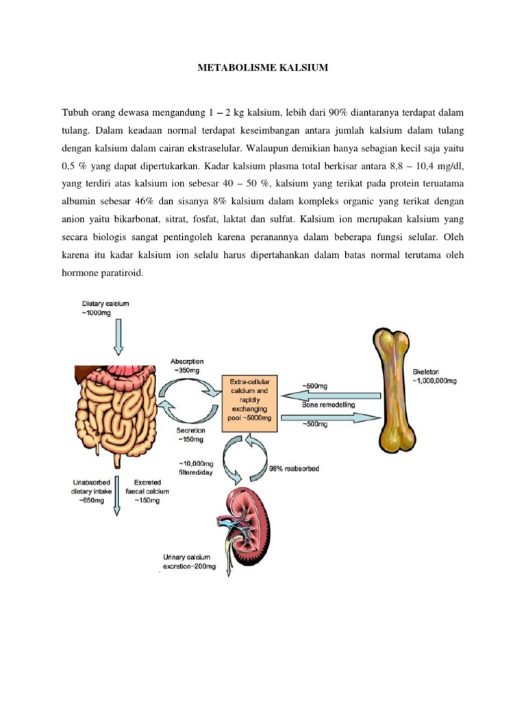 Regulasi Metabolisme Kalsium dalam Tubuh | PDF