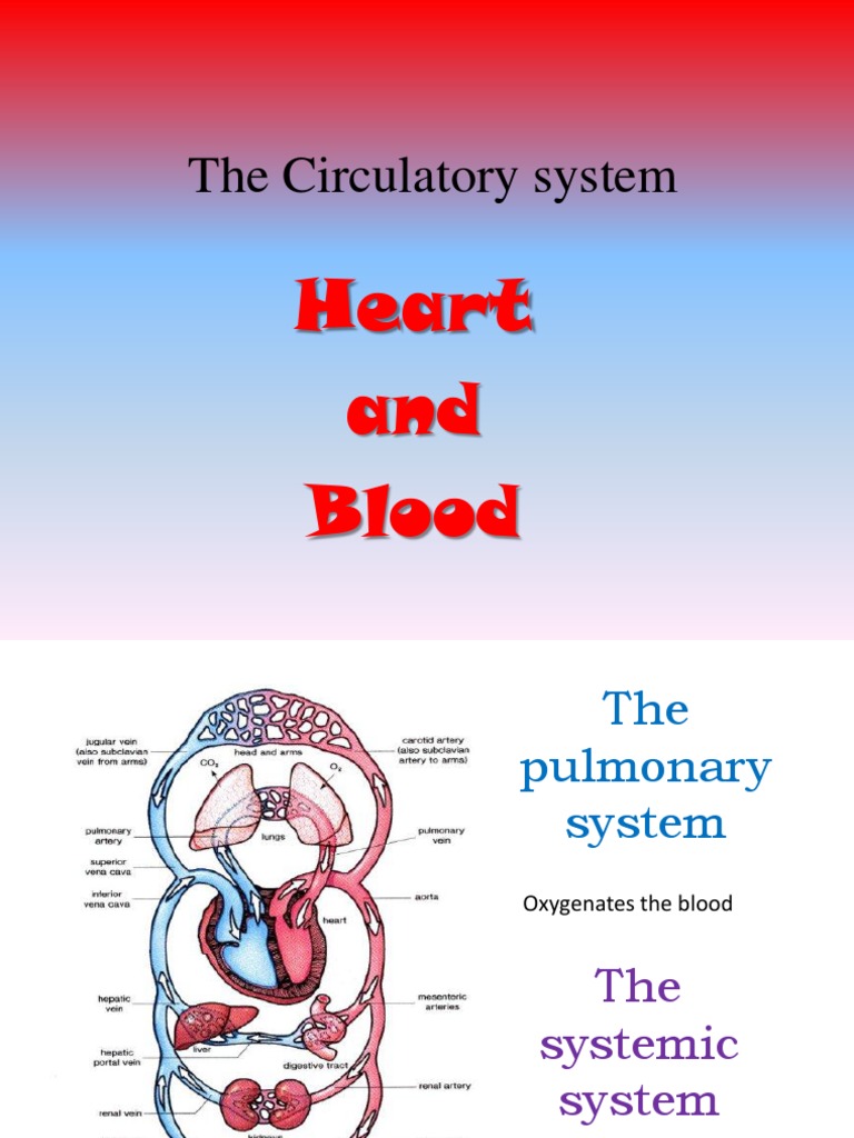 The Circulatory System | PDF | Circulatory System | Atrium (Heart)