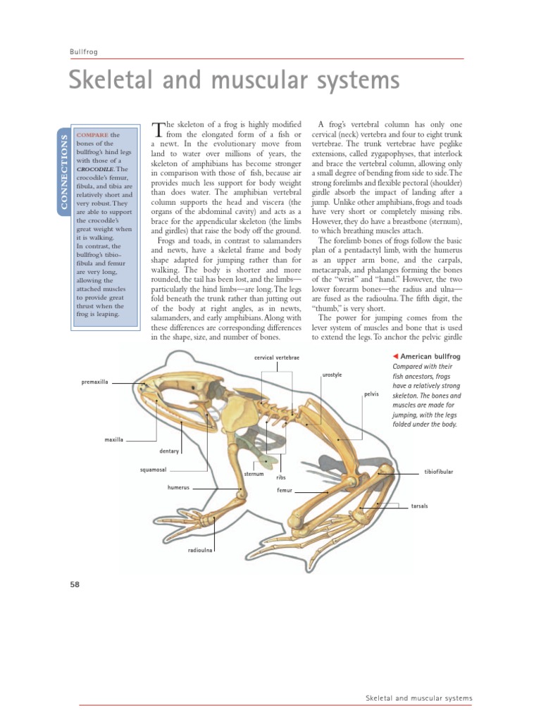 Muscular System Of A Frog