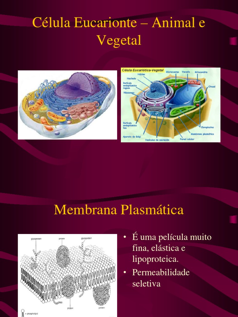 Célula Eucarionte - Animal e Vegetal | PDF | Retículo endoplasmático ...