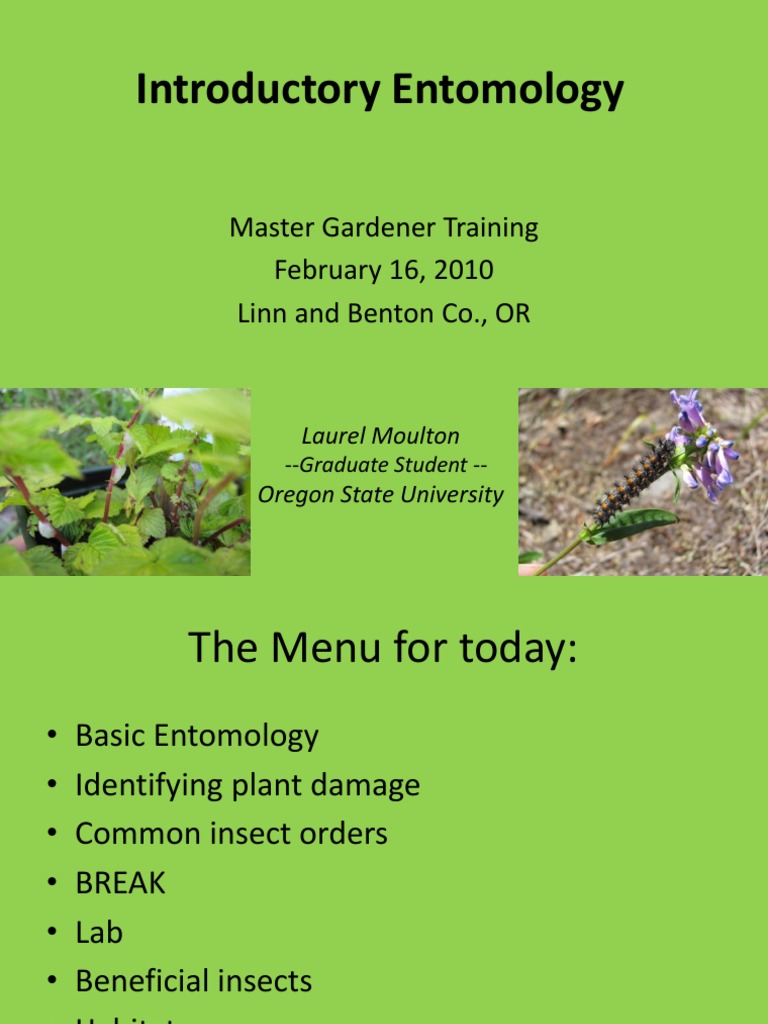 Introductory Entomology | PDF | Insects | Fly