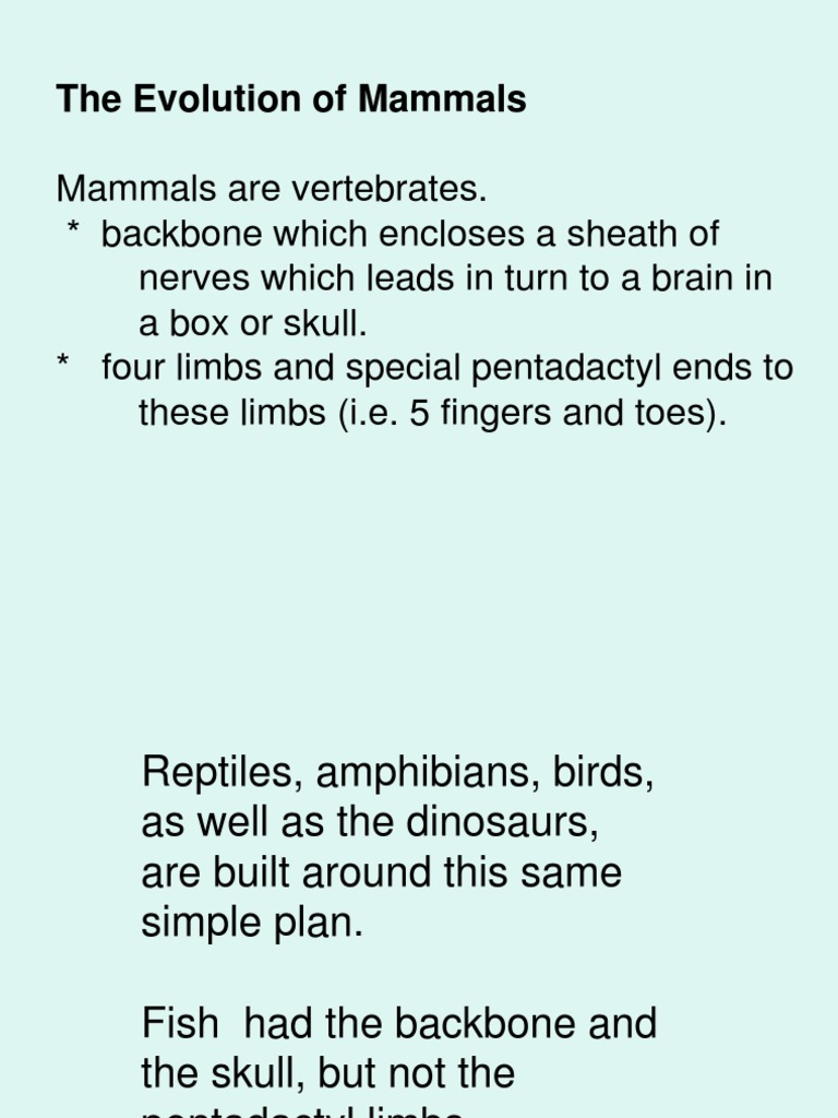 Evolution of Mammals | PDF | Mammals | Reptile