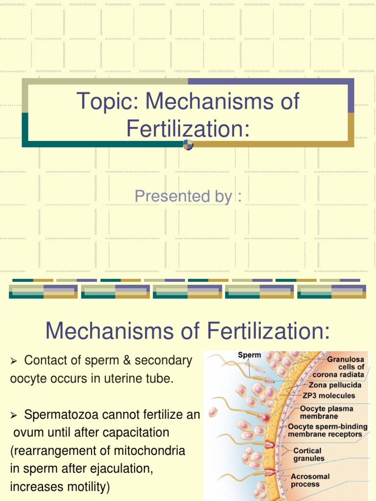 Mechanisms of Fertilization Explained | PDF | Meiosis | Twin