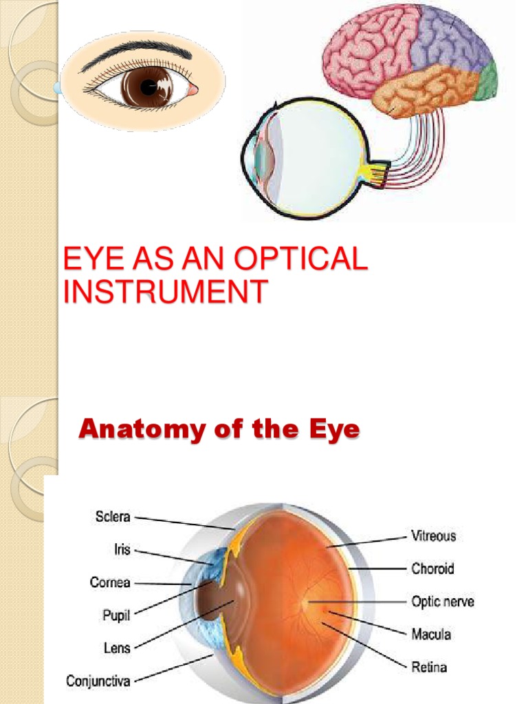 Functions of Eye Anatomy Explained | PDF | Eye | Glasses