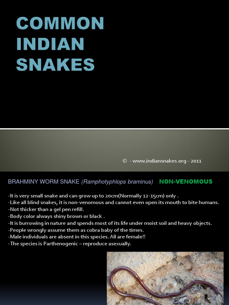 Common Snakes of India | PDF | Snake | Squamata