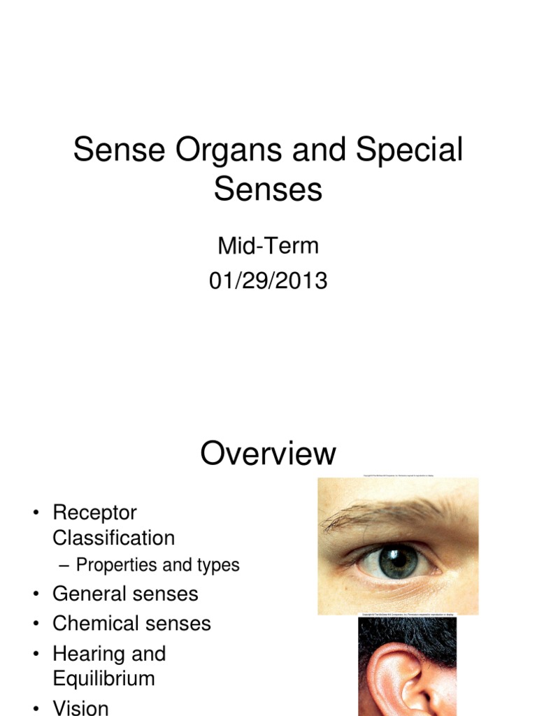 Sense Organs and Special Senses | Taste | Ear