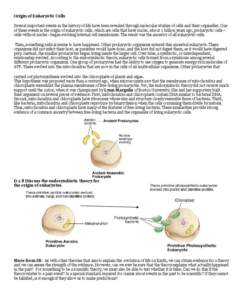 Endosymbiotic Theory Handout | PDF | Prokaryote | Cell (Biology)