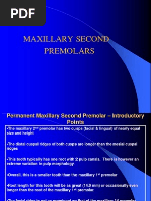 Maxillary Second Premolar