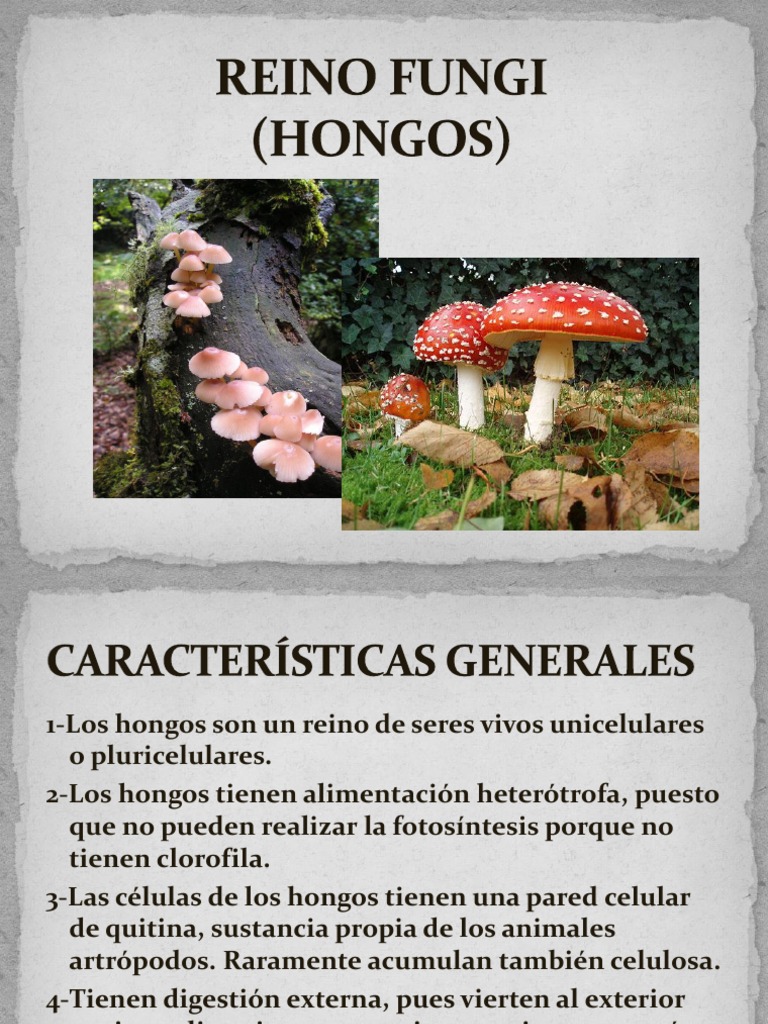 REINO FUNGI.pptx | Espora | Hongo