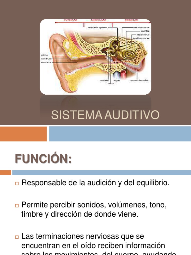 Sistema Auditivo