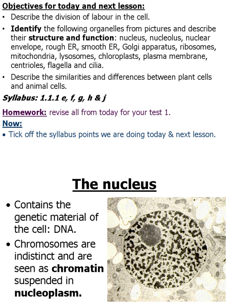 An In-Depth Look at Cell Organelles: Their Structure, Functions, and Relationships | PDF ...