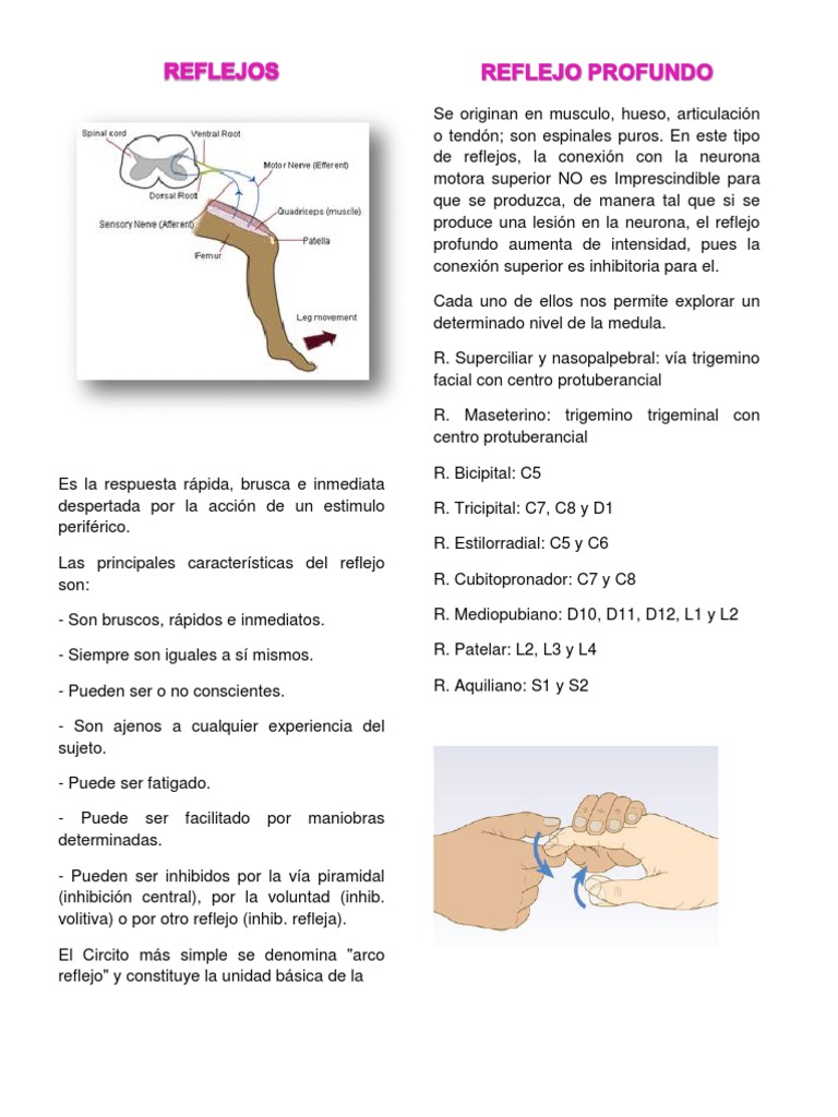 Clasificación y características de reflejos | PDF | Dolor | Anatomía