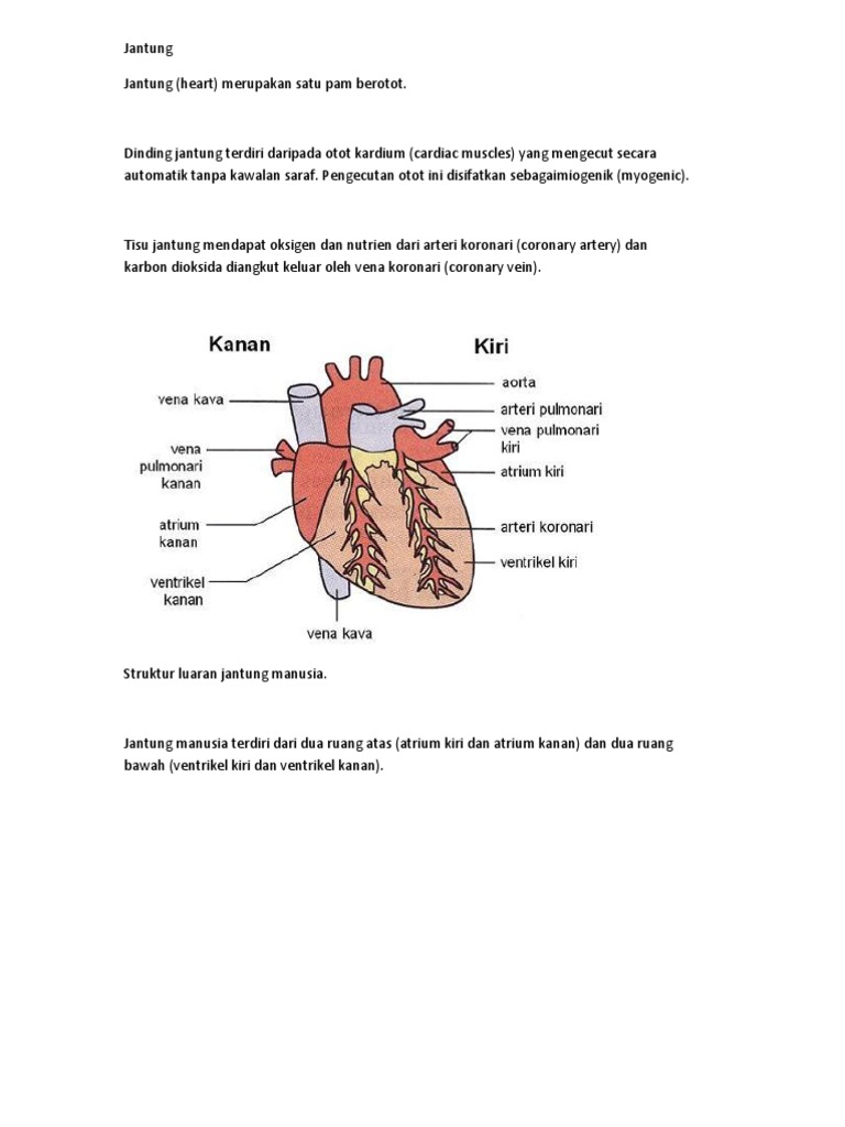 Pembentukan Bendalir Tisu Dan Bendalir Limfa | PDF