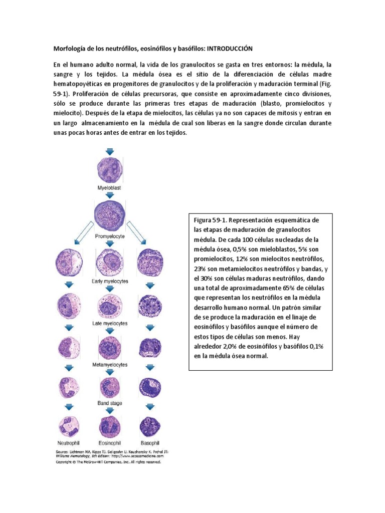 Morfología de los neutrófilos, eosinofilos y basofilos