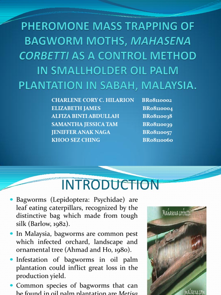 Pheromone Mass Trapping of Bagworm Moths | PDF | Pheromone | Insects