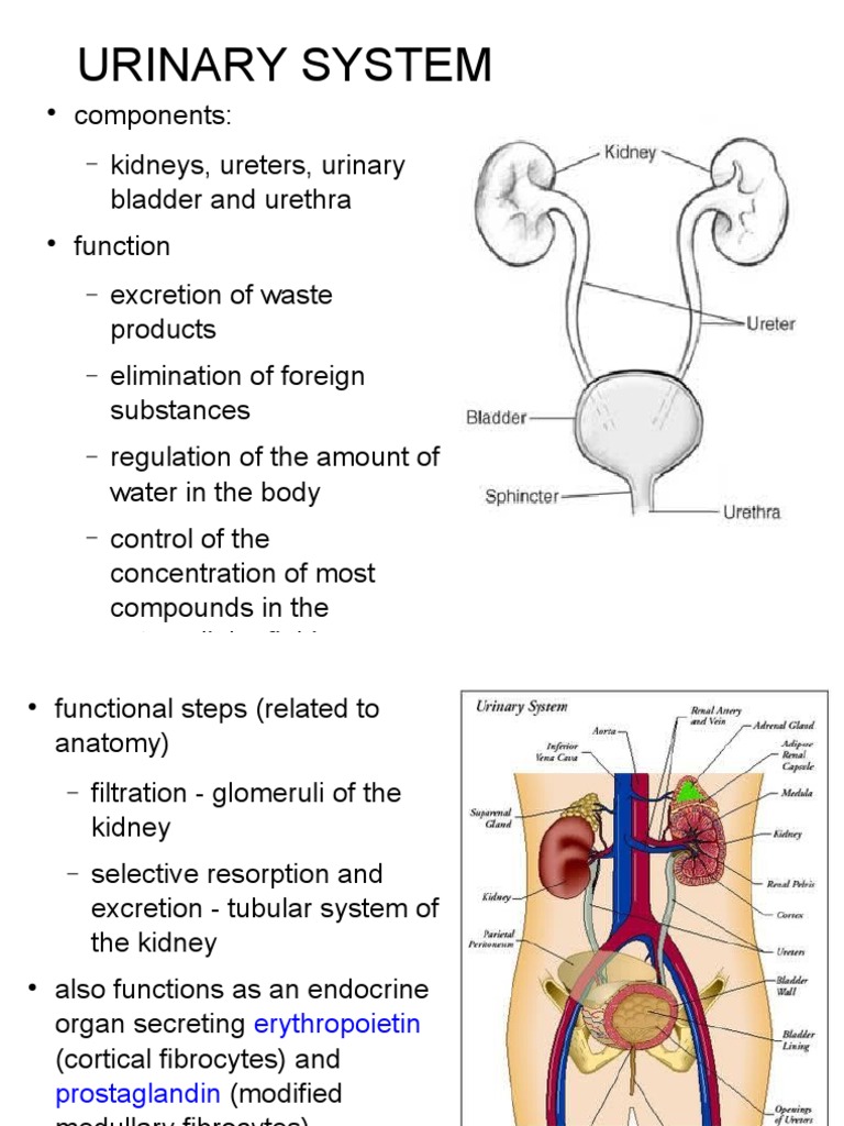 Urinary System | PDF