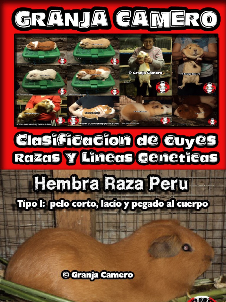 Razas y Lineas Geneticas en Cuyes | PDF