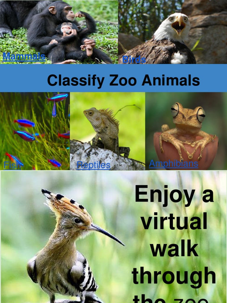 Classifying Zoo Animals for Kids | PDF | Amphibian | Mammals