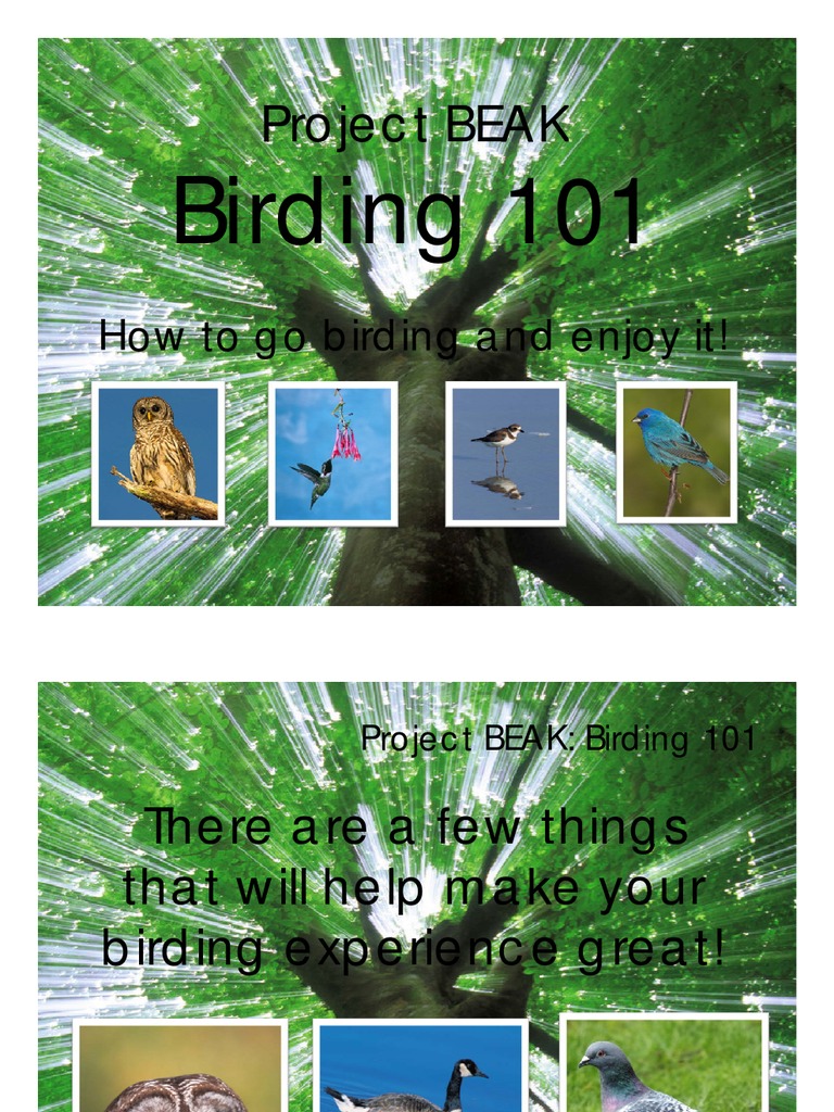 Birding 101 PowerPoint | PDF