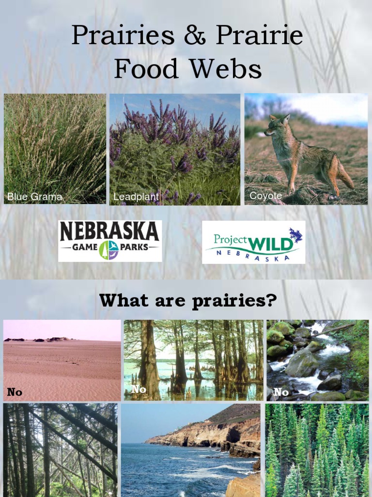 Prairies & Prairie Food Webs PowerPoint | Prairie | Natural Environment